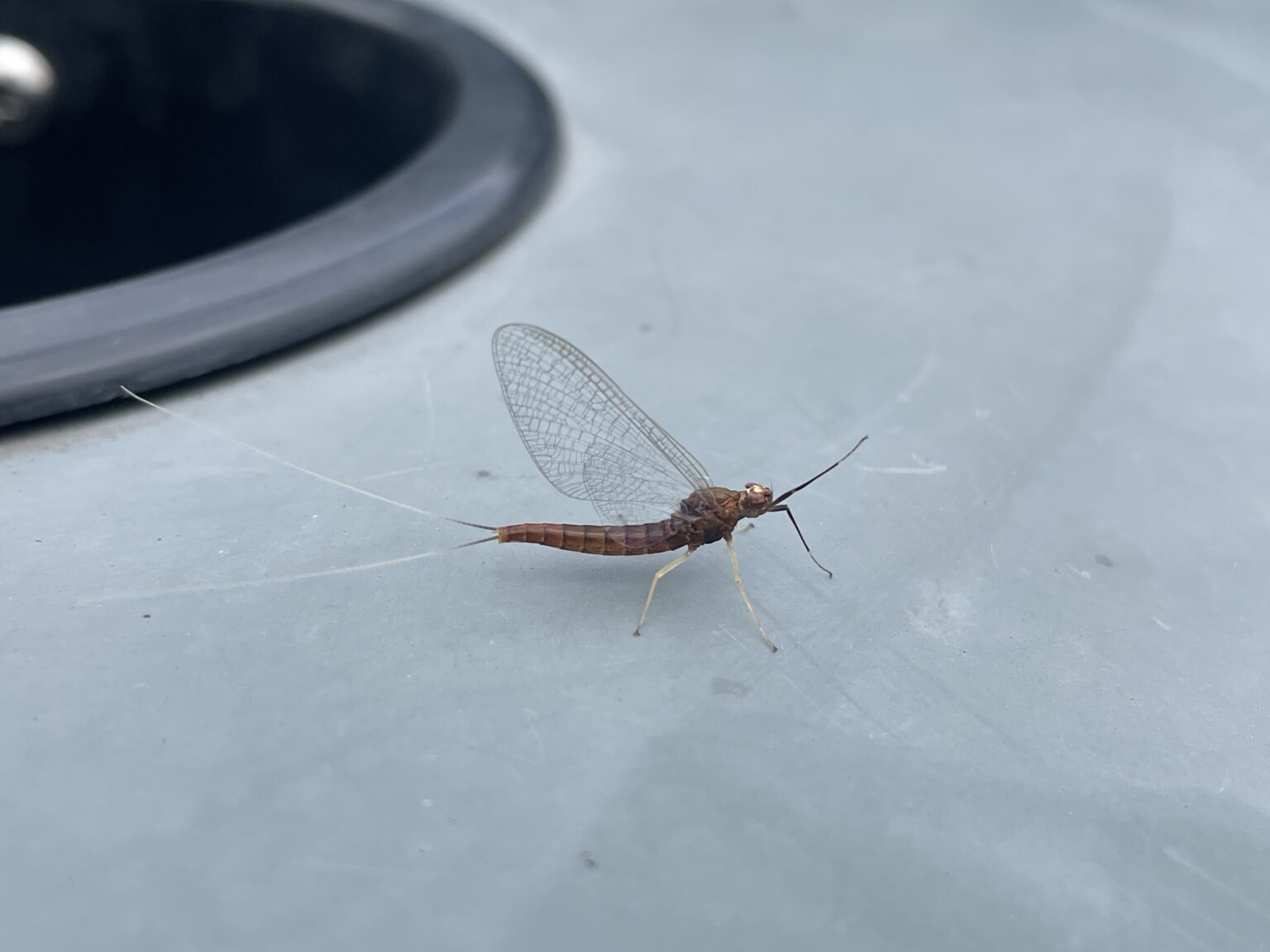 Isonychia Slate Drake