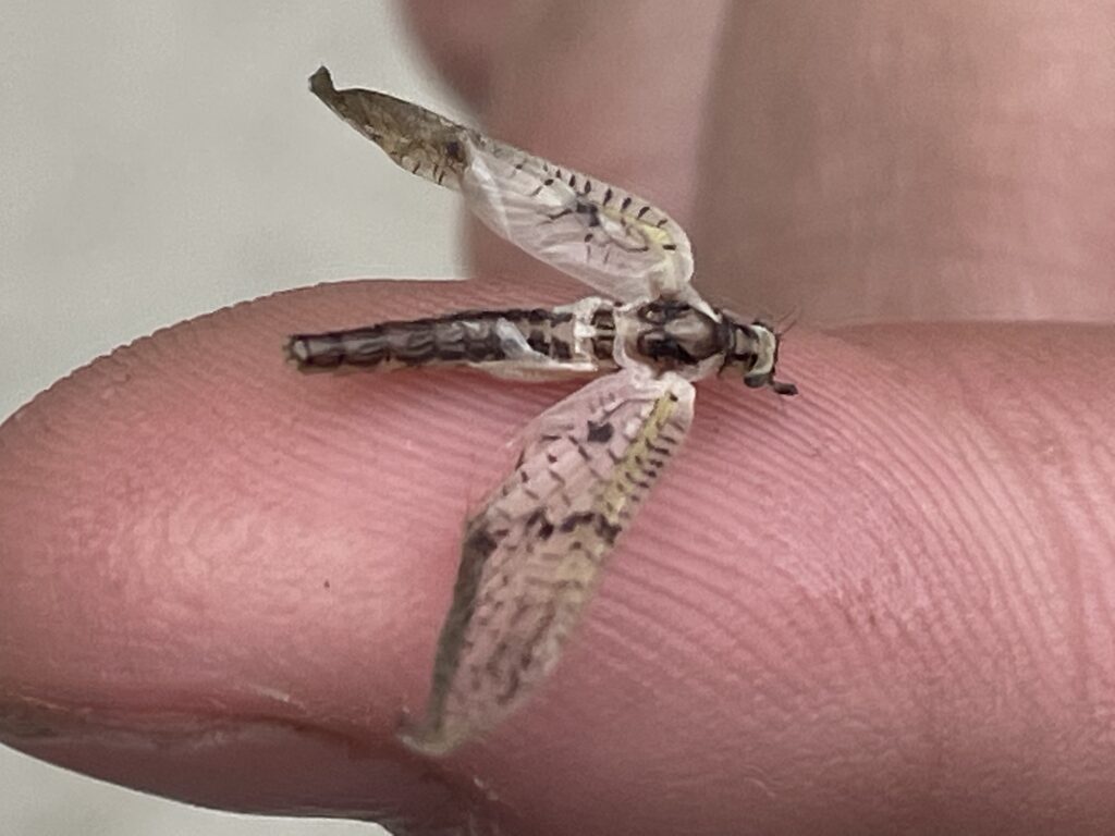 Golden Drake – Potamanthus